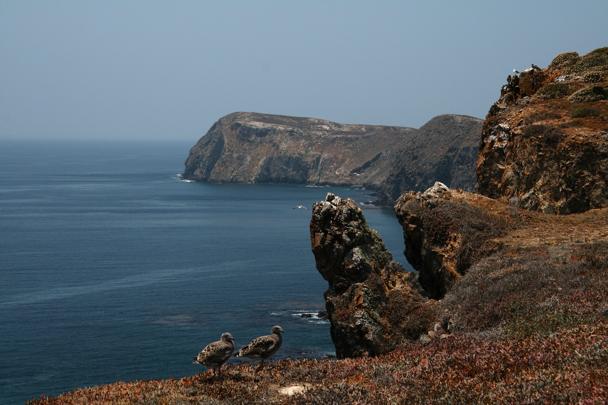 Anacapa Islands, Channel Islands Hiking (13) - Channel Islands Tours