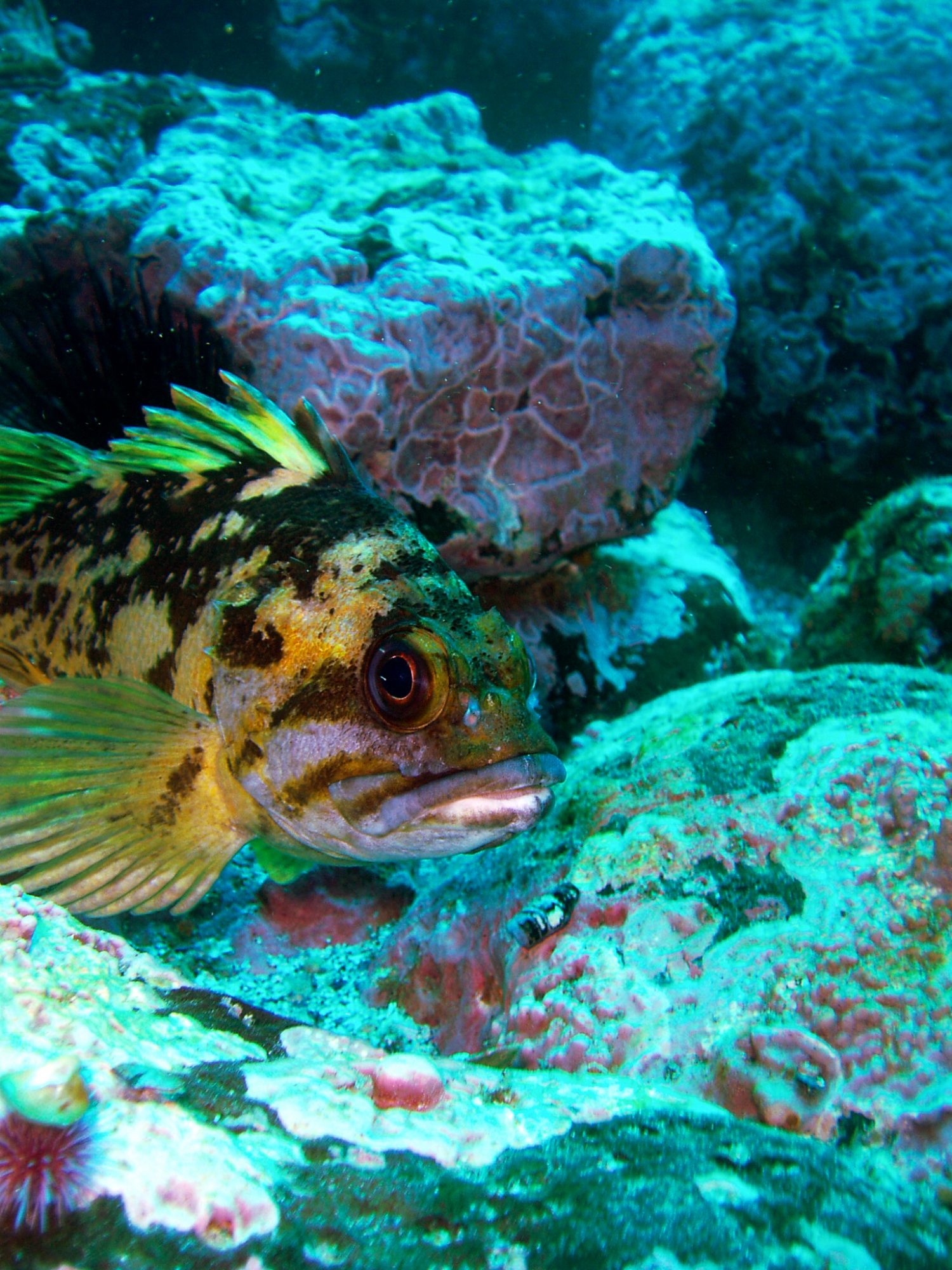 Black And Yellow Rockfish - Sebastes Chrysomelas - Channel Islands Tours