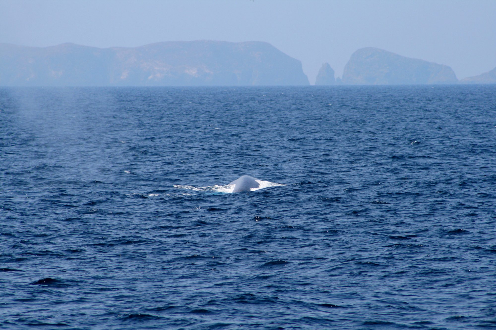 Channel Islands Whale Watching (2) - Channel Islands Tours