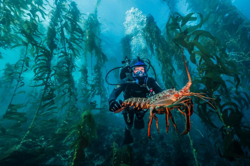 Scuba Diving Lobster Channel Islands Marine Sanctuary - Doug's Channel ...